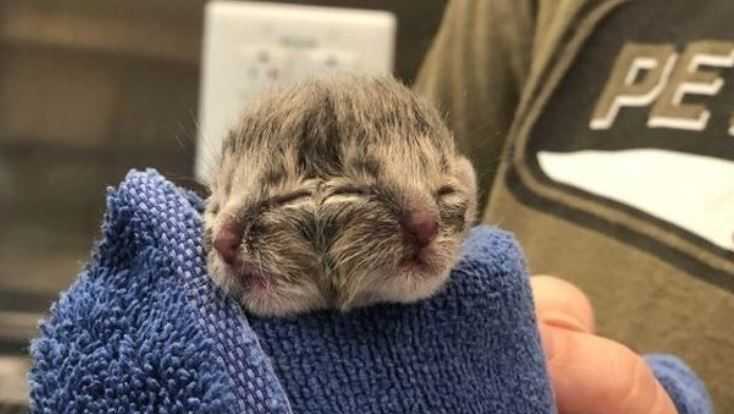 Kitten with two faces taken in at KC Pet Project passes away