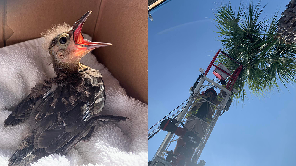 Georgia: First responders rescue baby bird who fell out of nest