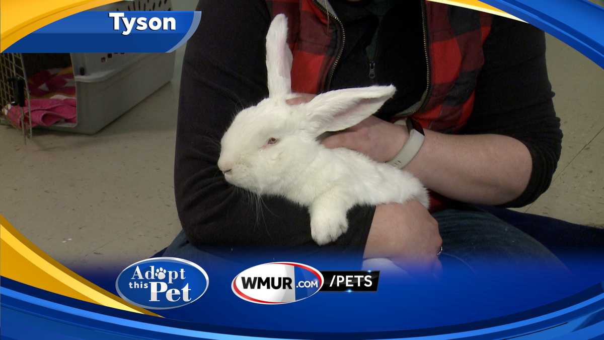 Adopt This Pet: Tyson the rabbit