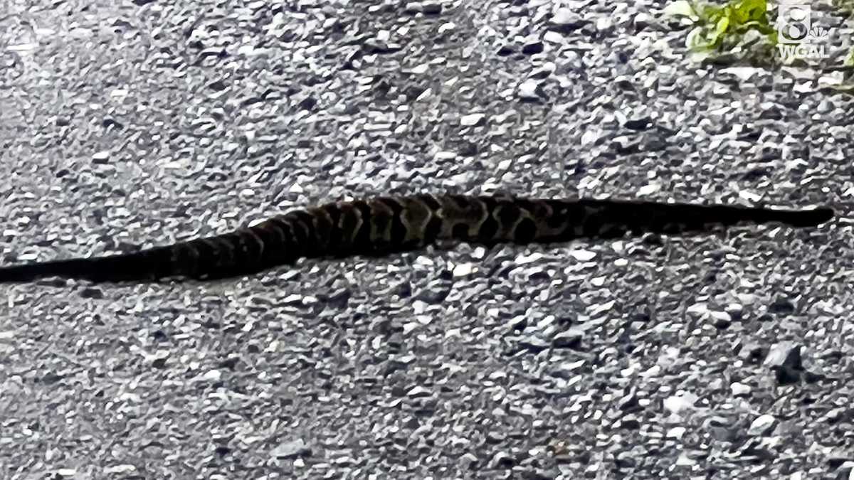 Timber rattlesnake spotted near trails in Pa. state forest