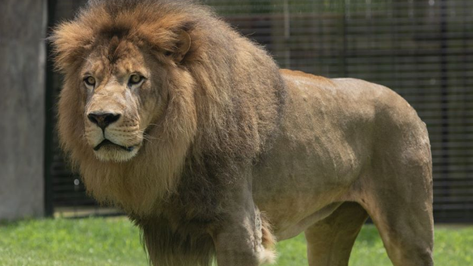 University of North Alabama's real lion mascot dies