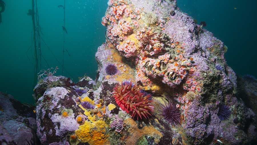 Top 5 beach dives around Monterey