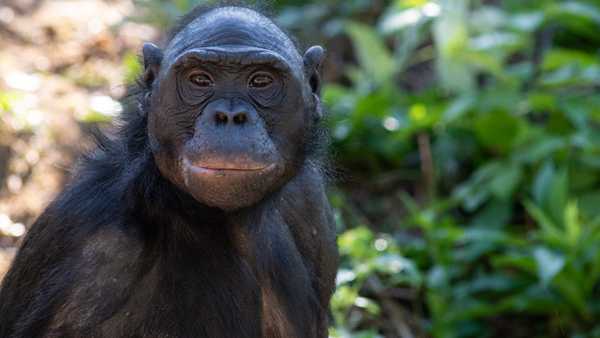 Ohio zoo's famed 29-year-old bonobo dies of likely stroke