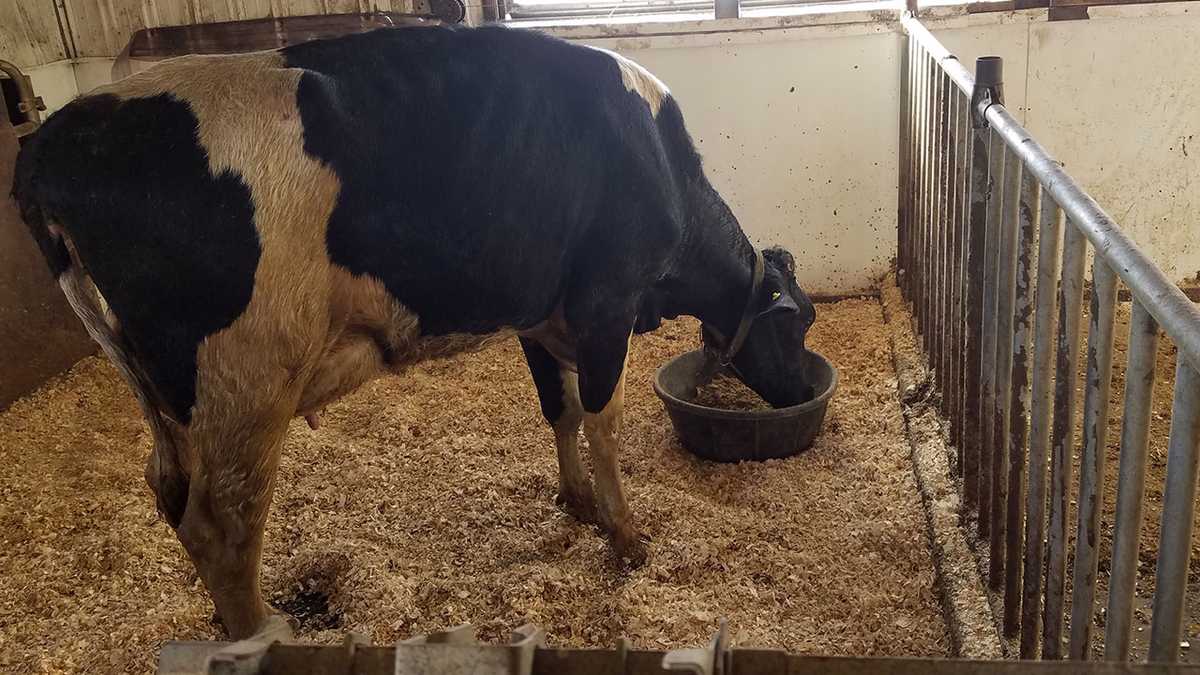 Crews rescue cow trapped in trough used to remove manure from UNH barn