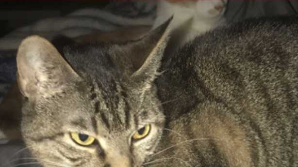 Lost and Found Pets in the WXII 12 Community