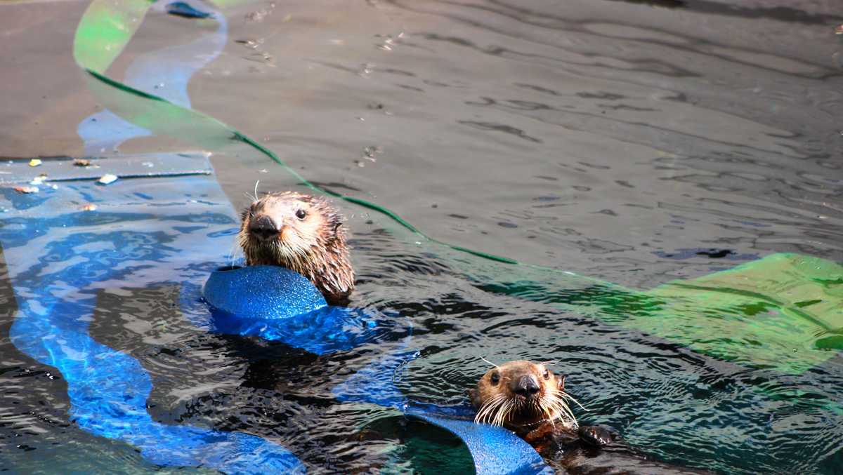 Rescued Monterey sea otter needs a name