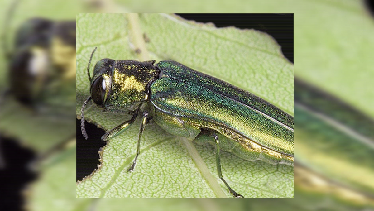 Maine expands emergency order to stop spread of forest pest