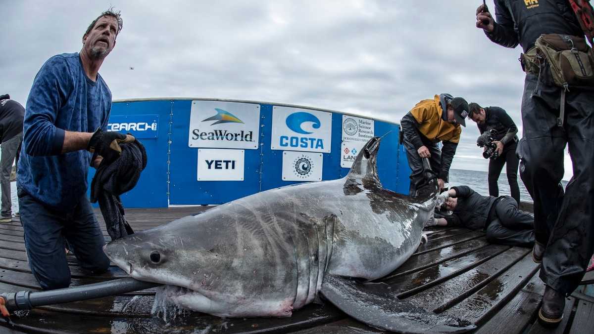 This massive 500 lb, 9-foot-long white shark is roaming Coastal Georgia ...