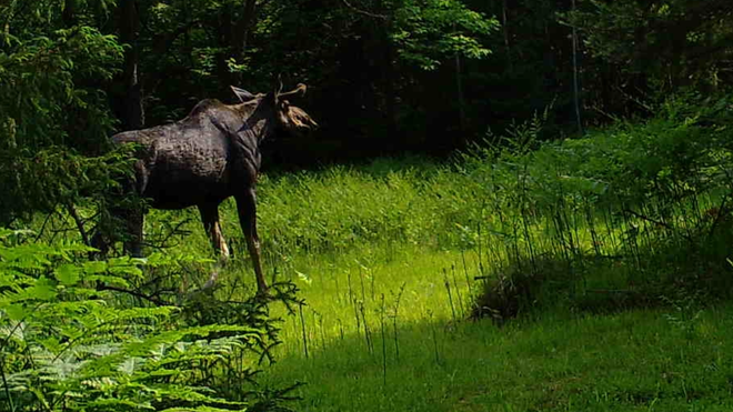 Rare Moose sighting in Wisconsin