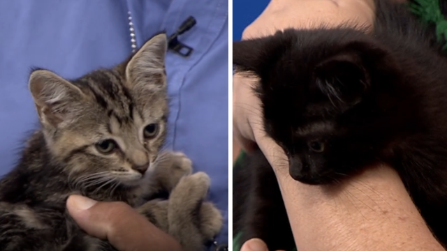 Marg and Rita are looking for a home