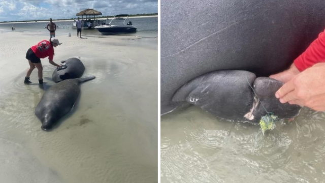 Wildlife officials save 2 stranded manatees near New Smyrna Beach