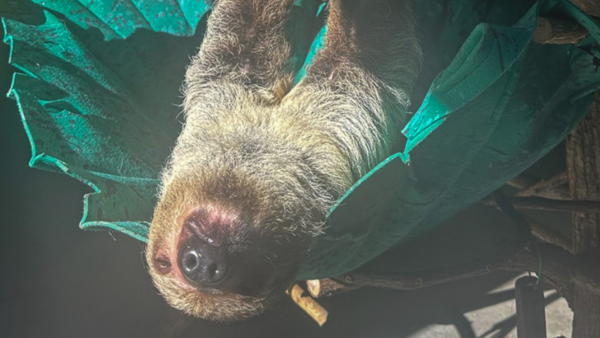 Louisville Zoo adds 3rd sloth to exhibit