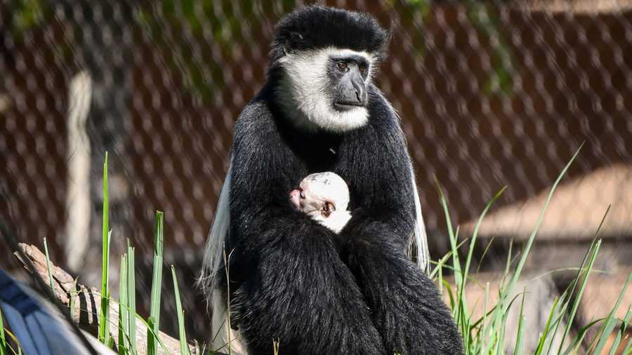 Louisville Zoo celebrates new baby monkey, the first of its kind to be ...