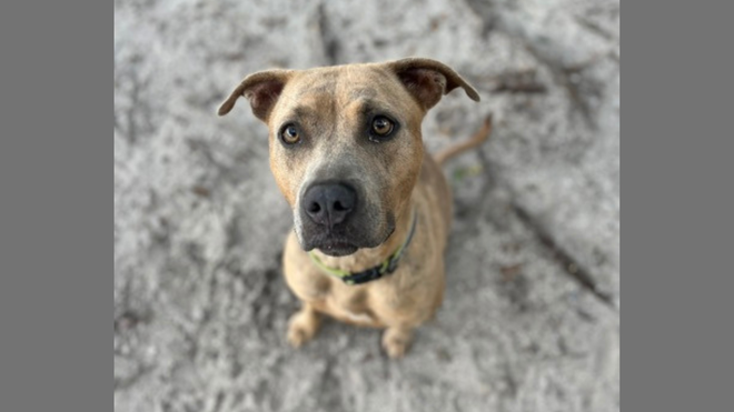 Meet Halifax Humane Society's adorable adoptable dogs