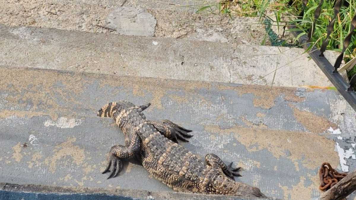 Woman finds 3-foot long alligator on front steps of her home