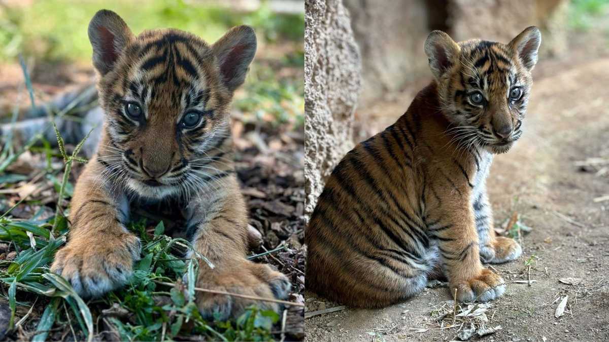 Louisville Zoo asking people to vote on baby tiger's name