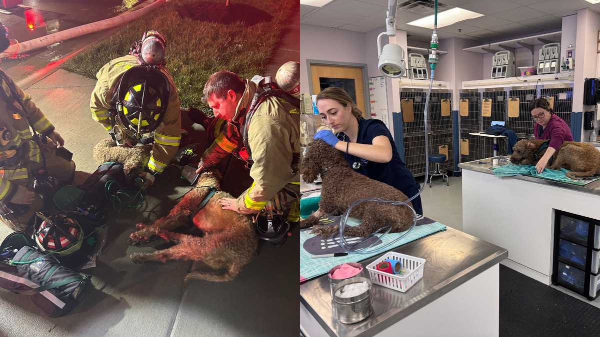 Anchorage-Middletown Fire rescues 1 person, 2 dogs in fire
