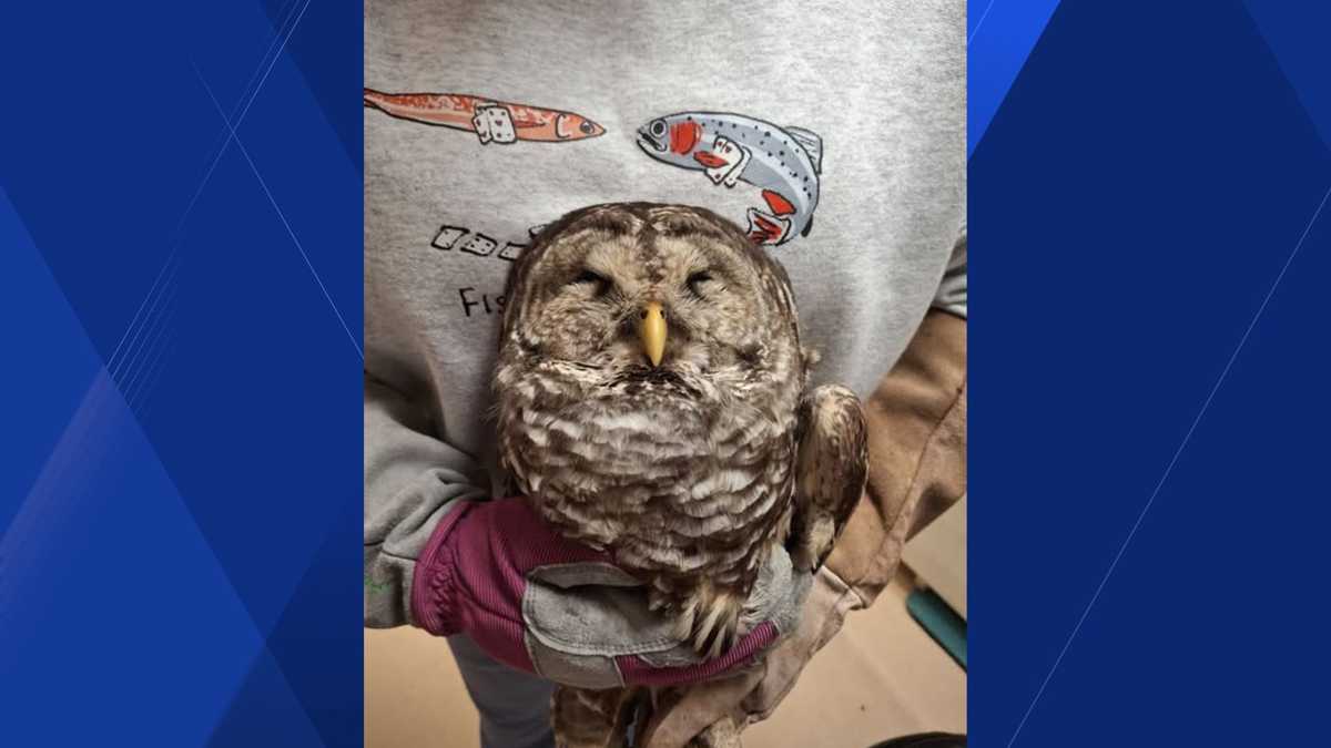 Owl hit by vehicle in Fort Myers treated by CROW on Sanibel