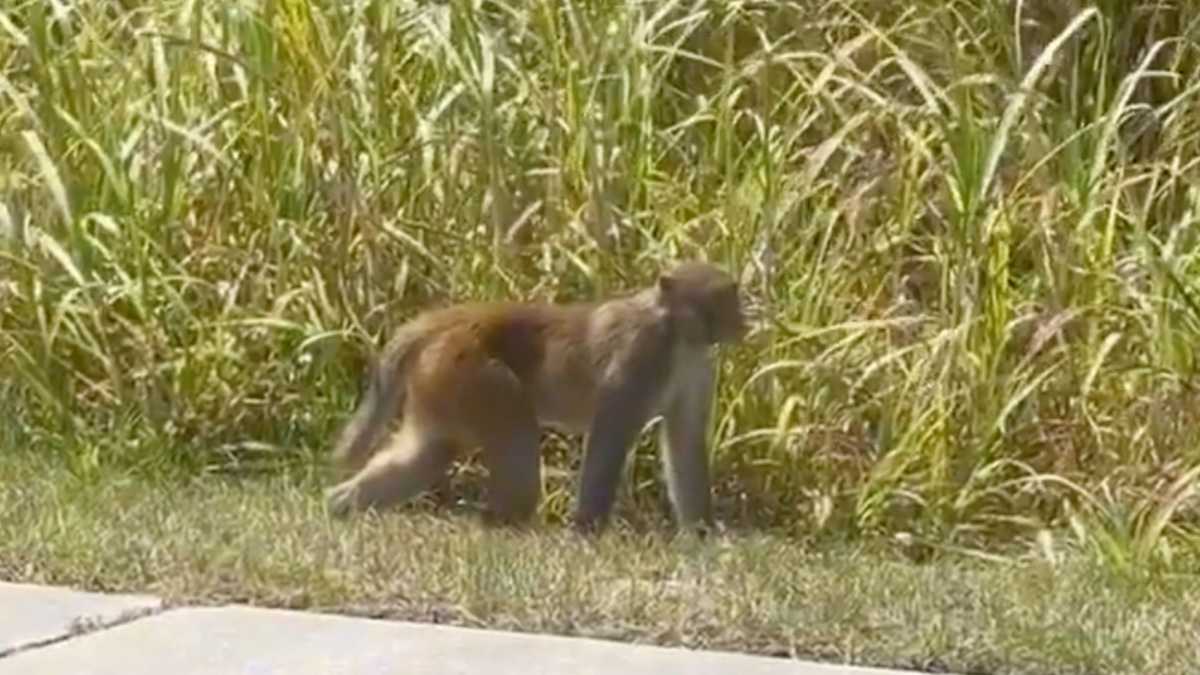 Video: Monkey seen running along sidewalk in Central Florida