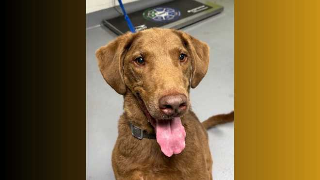 Meet Halifax Humane Society's adorable adoptable dogs