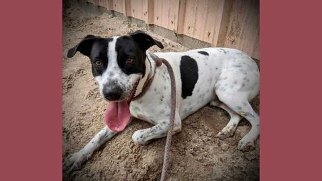 Meet Halifax Humane Society's adorable adoptable dogs
