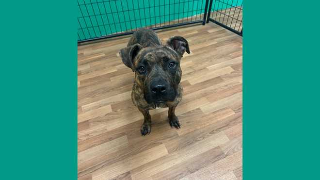 Meet Halifax Humane Society's adorable adoptable dogs