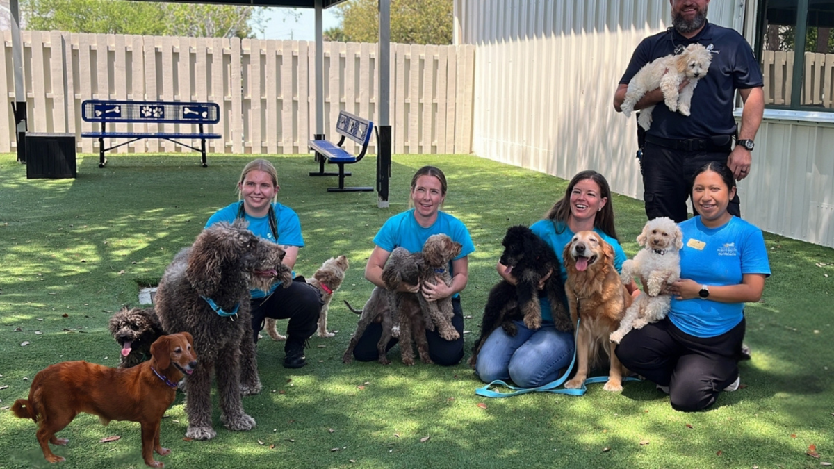 Dogs rescued from 'filthy conditions' in illegal Florida breeding ...