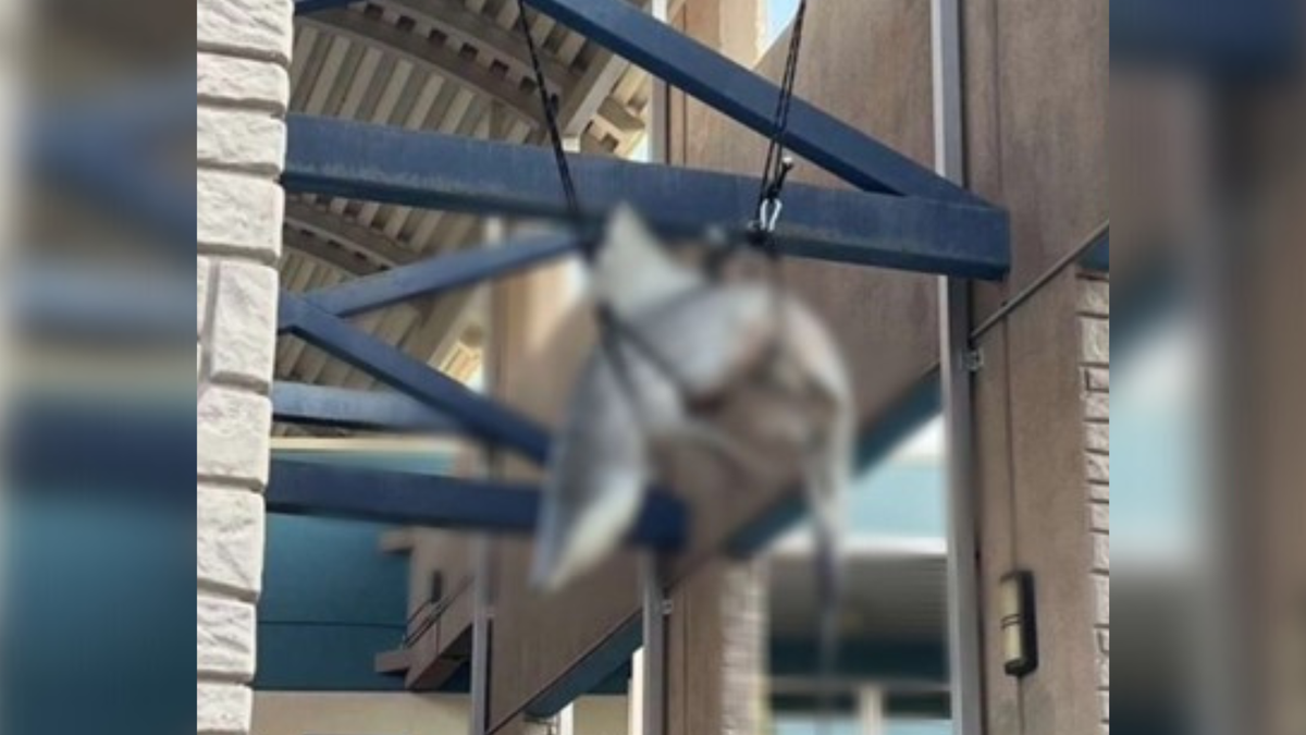 Dead shark found hanging from rafters at Florida high school