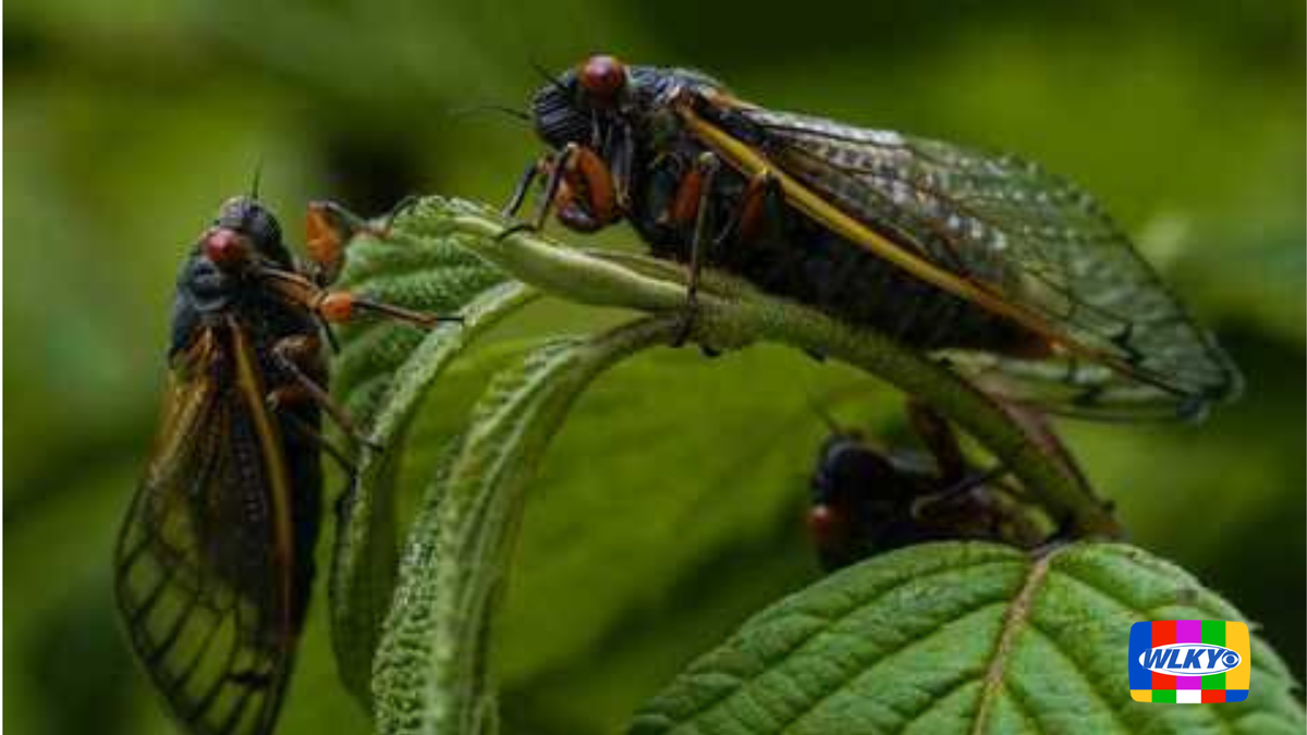 Remember how loud the cicadas were in 2004? Relive the sounds