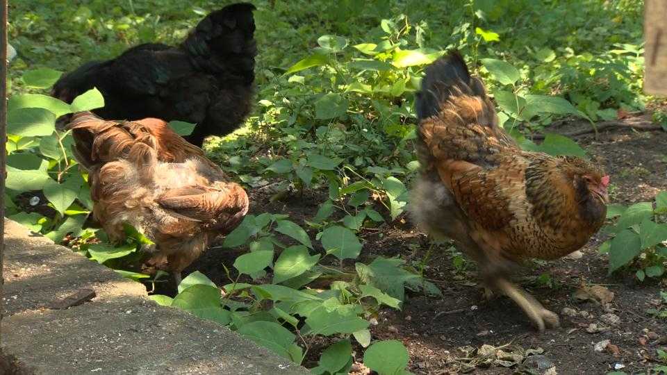 Baltimore man fights to keep Urban Farm of animals in back yard