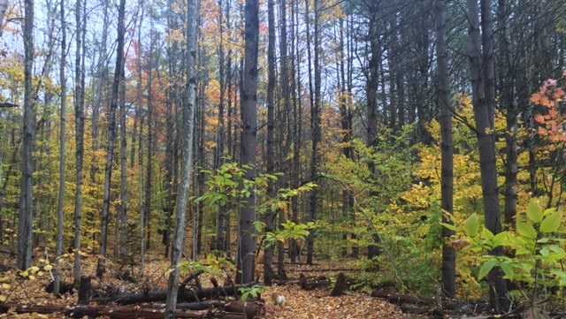 Understanding the biodiversity of forests