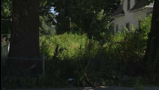 Neighbors frustrated with overgrown, vacant lot