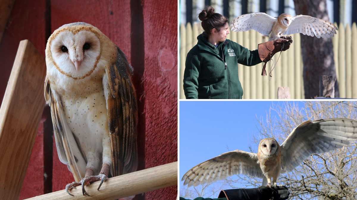 Stone Zoo mourning loss of Valkyrie the barn owl