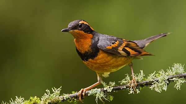 A rare visitor from the Pacific northwest appears in Swanzey