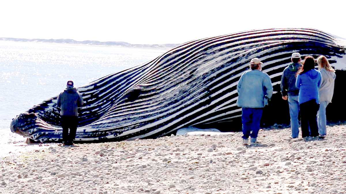 Whale watched off New England for 35 years washes up