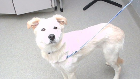 Nebraska Humane Society welcomes dogs from Texas floods