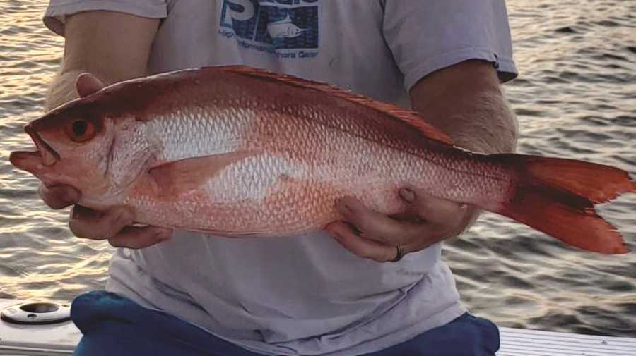 Guyton man reels in record-setting Vermilion Snapper