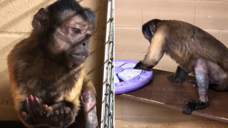 Capuchin monkey injured during Dodge City zoo break-in has died