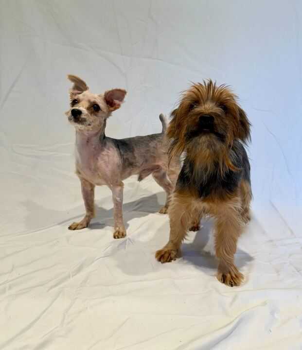 Adoptable pets at Halifax Humane Society