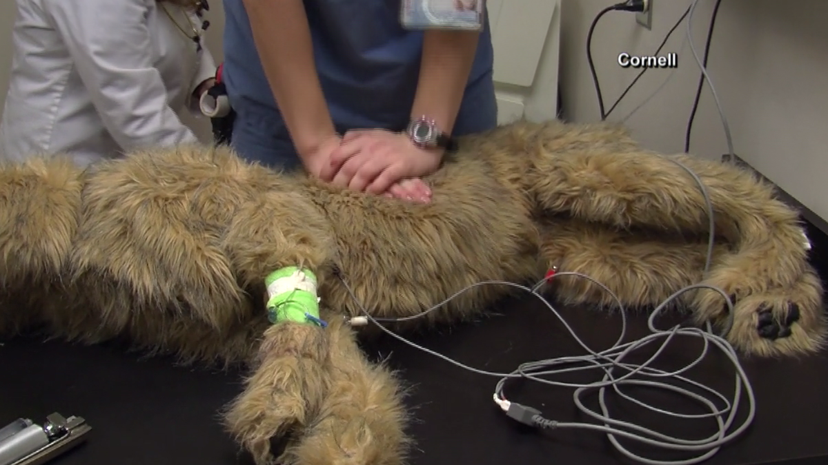 Robotic rover trains vet students