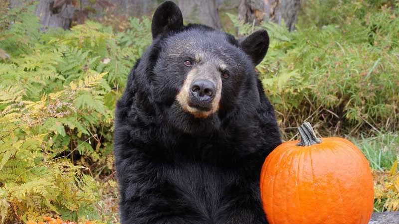 Bear known for performing at New Hampshire theme park dies at 32