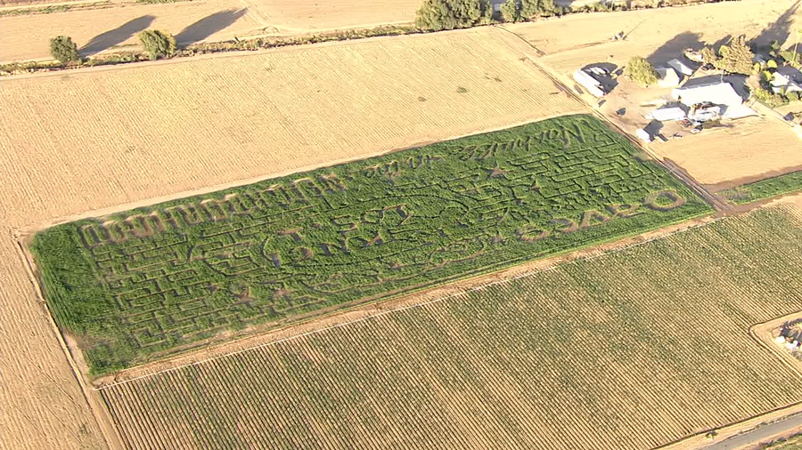 5 awesome Northern California corn mazes to explore this fall