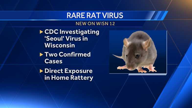 CDC investigates rat-related virus in Wisconsin