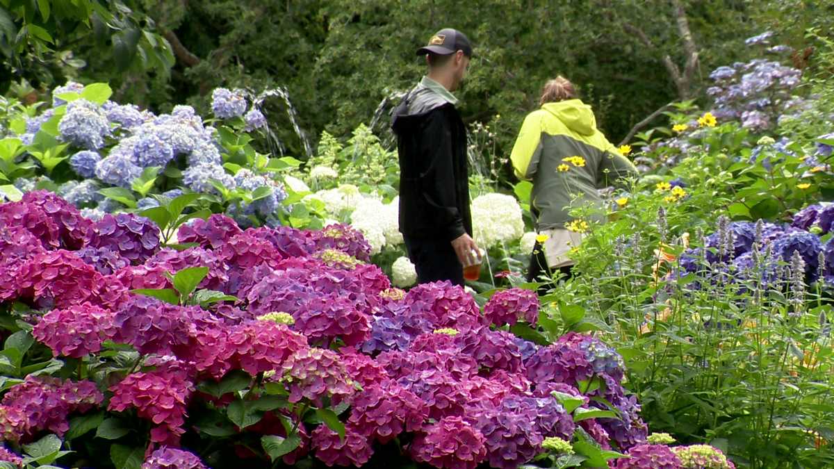 Mass. Hydrangeas are experiencing a banner year; Here's how to take ...
