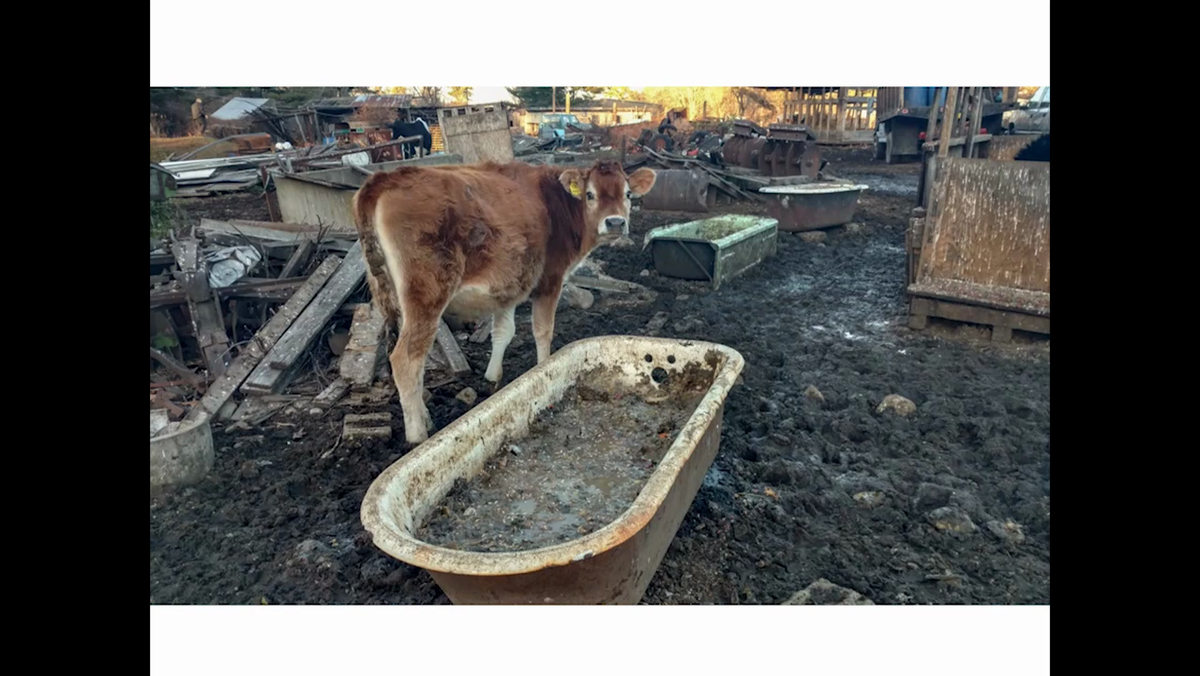 Animals found living in deplorable conditions on Ayer farm