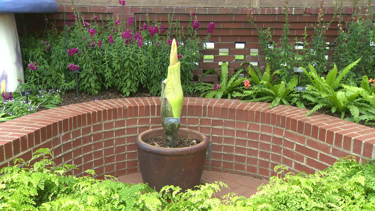 Barbara the corpse flower is in bloom at Phipps Conservatory