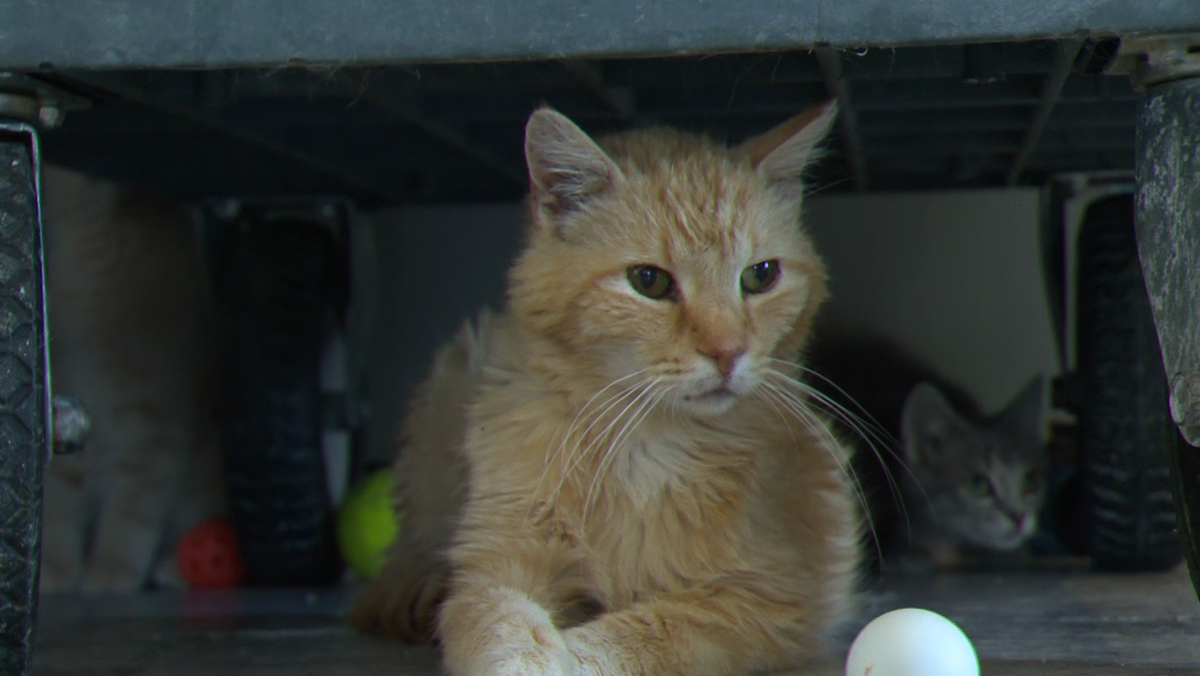 Catnip Acres animal rescue is home to 300 cats seeking permanent homes