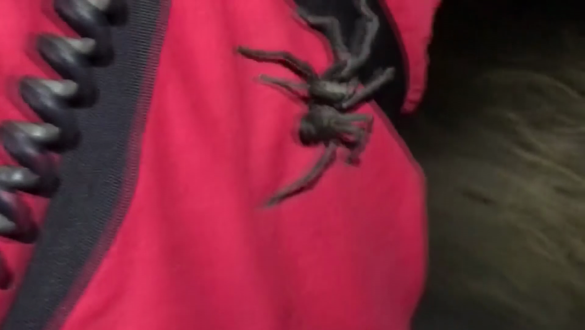 Eight-legged mystery: Tarantula season starts early in Southern California