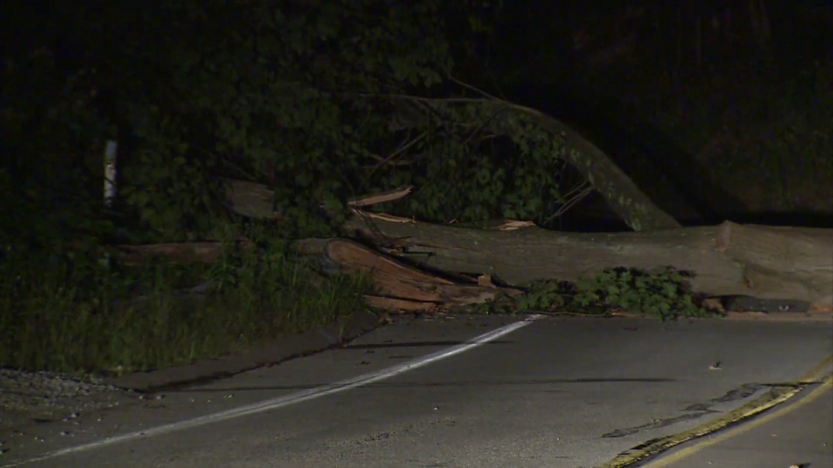 Large tree blocks road in Baldwin Borough