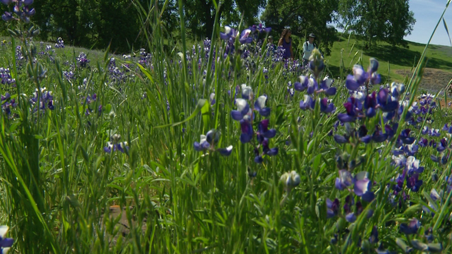 Wildflowers, waterfalls attracting visitors to Butte County